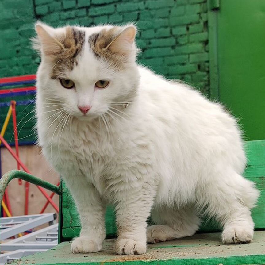 Взрослая, кошка в добрые руки