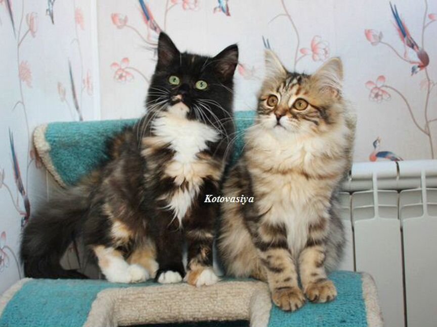Сибирские кошечки