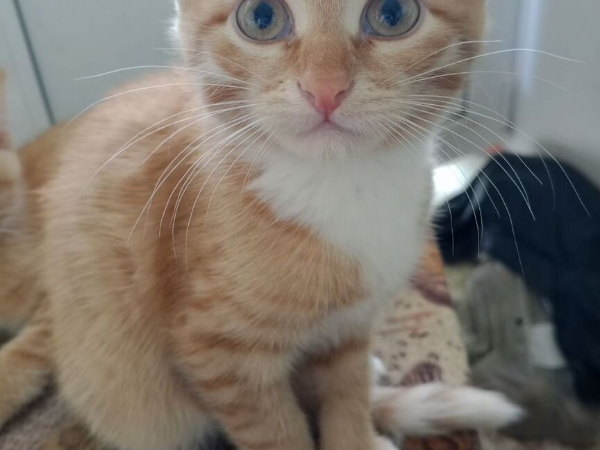 Чудесные котята в добрые руки