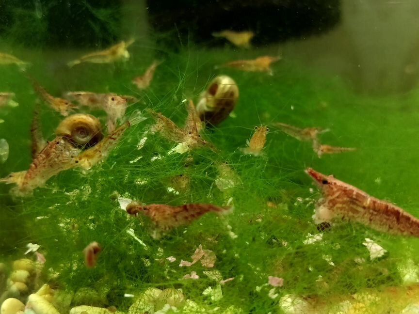 Креветки вишня 30 шт, плюс два неона и 1 гуппи