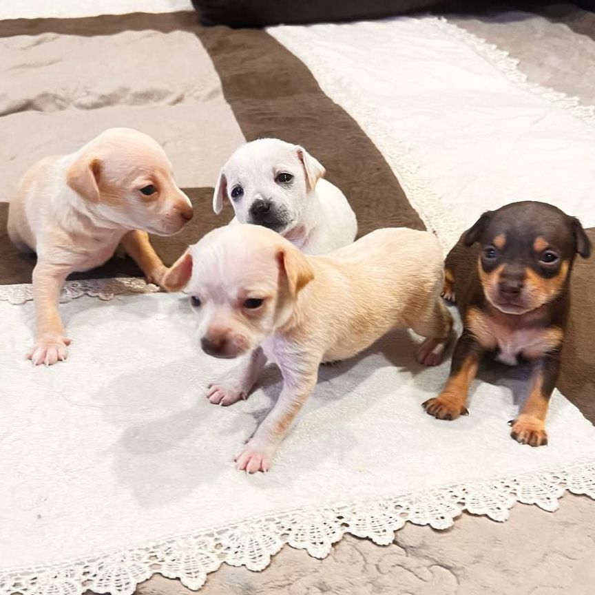 Русский той-терьер, щенок