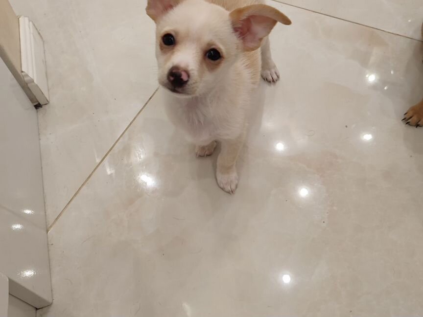 Щенки Шпица и мини Таксы