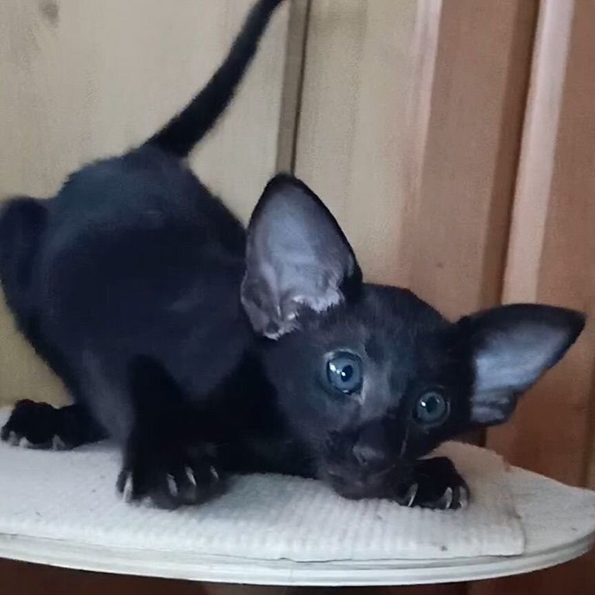 Ориентальный котёнок