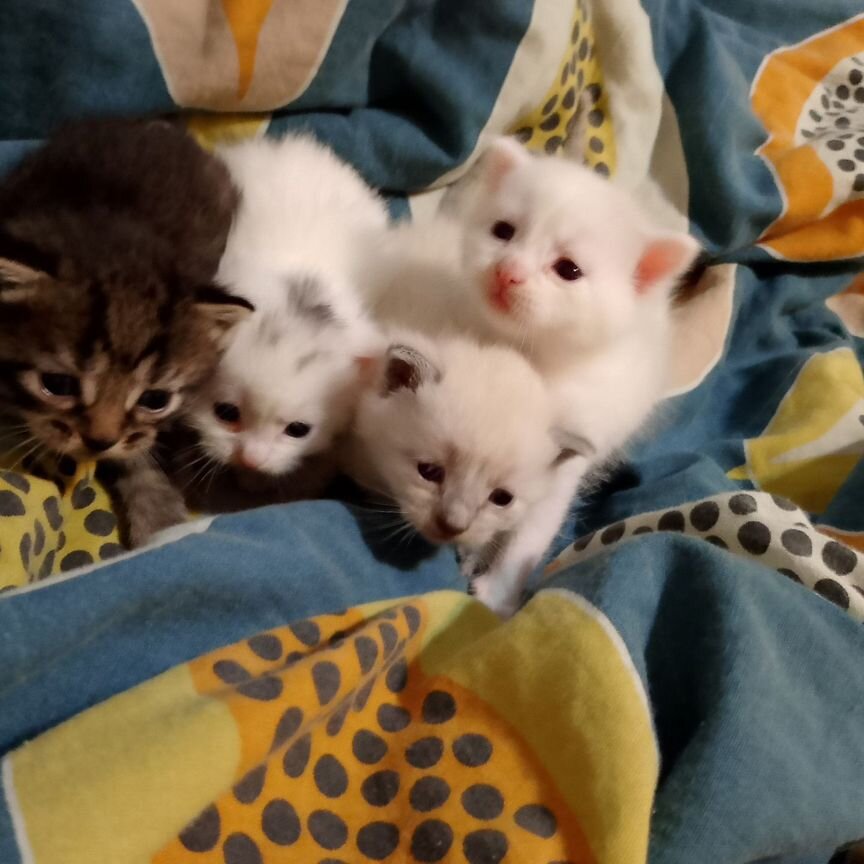 Котёнок в добрые руки