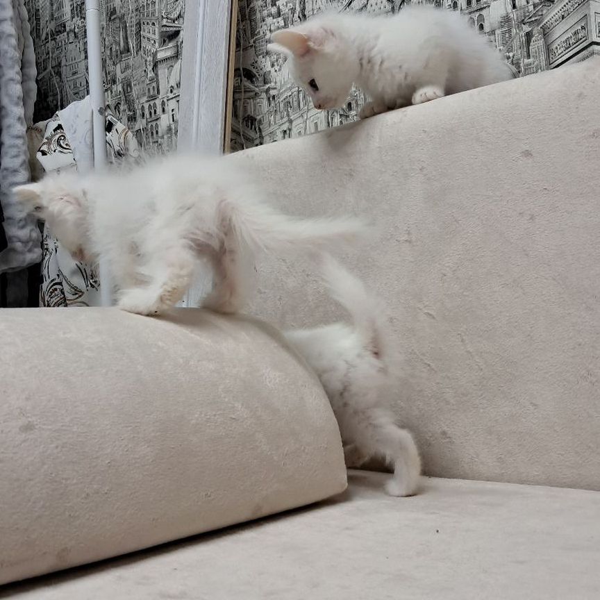 Белые котята