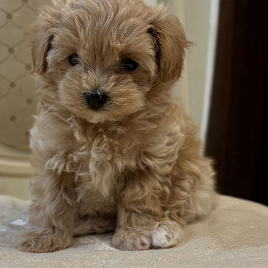 Мальтийская болонка, щенок