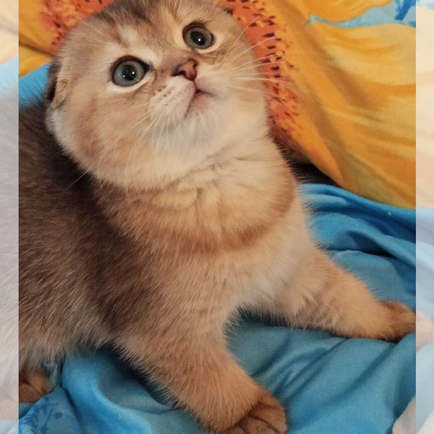 Шотландский вислоухий короткошёрстный котёнок