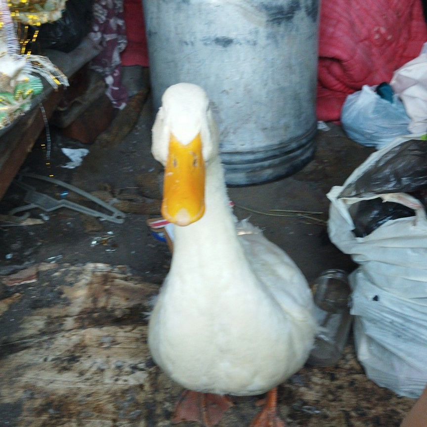 Утка Черри Велли