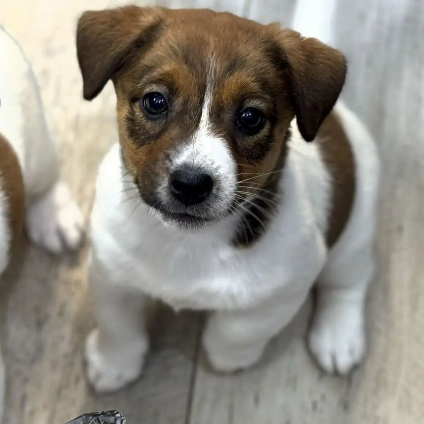 Джек-рассел-терьер, щенок