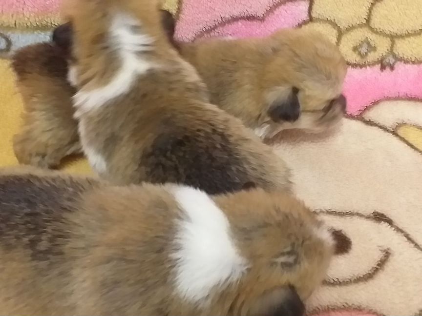 Щенки Вельш -корги пемрок