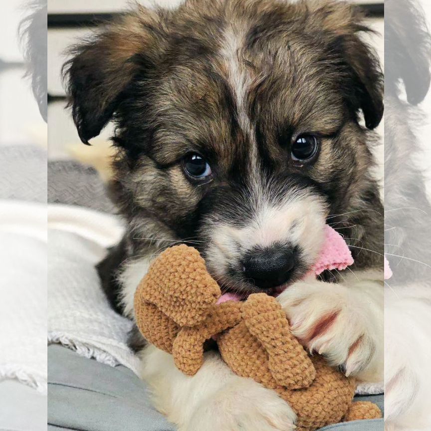 Щенок в добрые руки