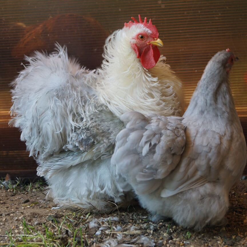 Цыплята карликовый кохинхин, окрас лаванда