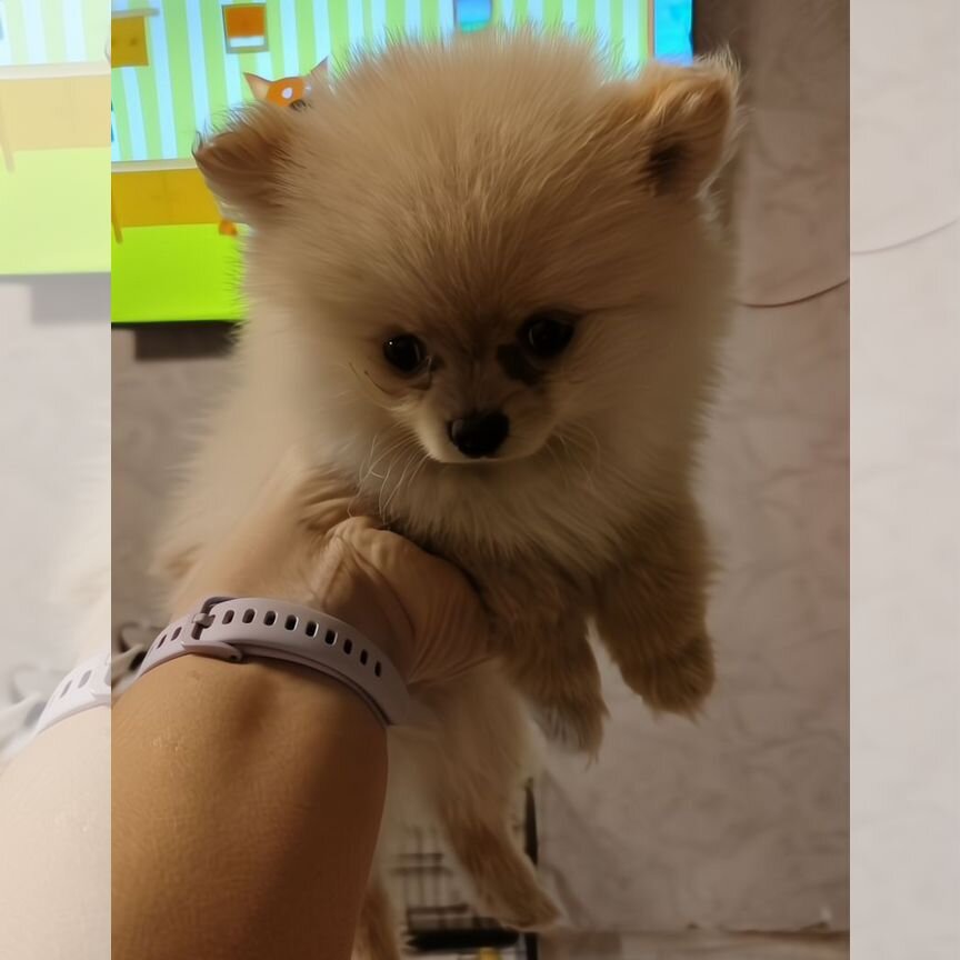 Померанский шпиц, щенок