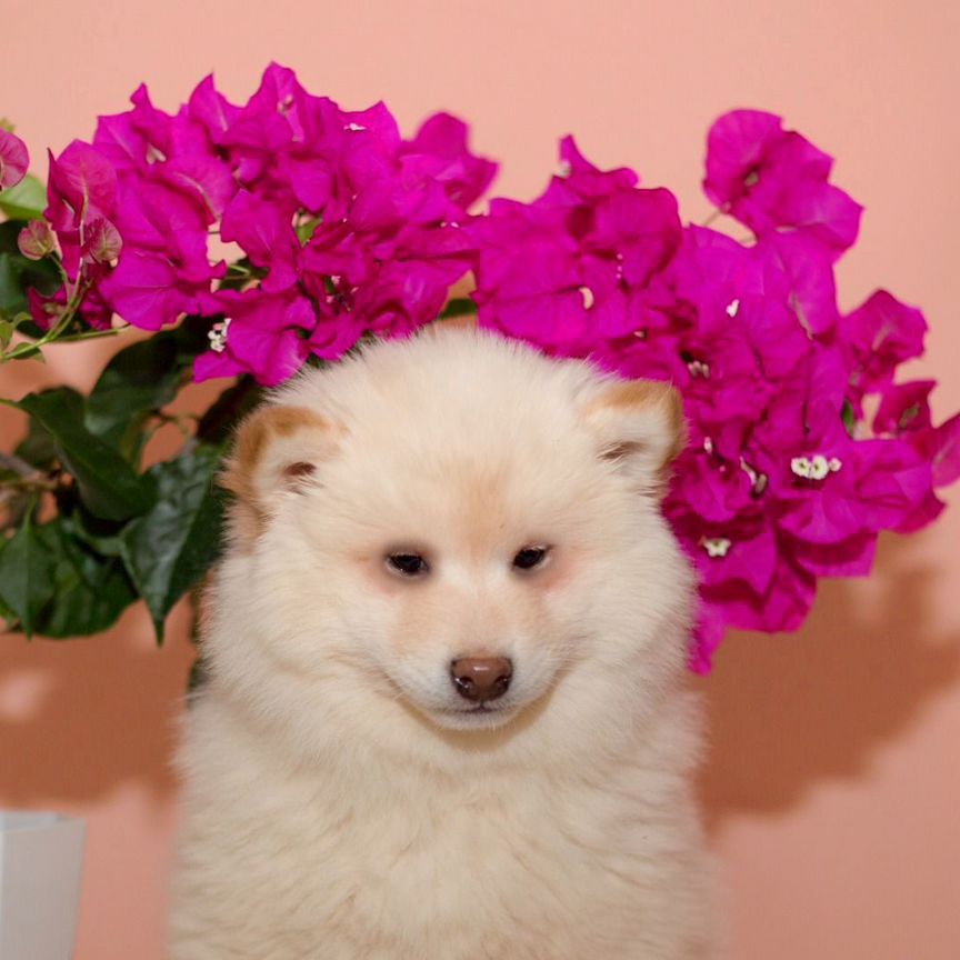 Сиба ину флаффи С документами