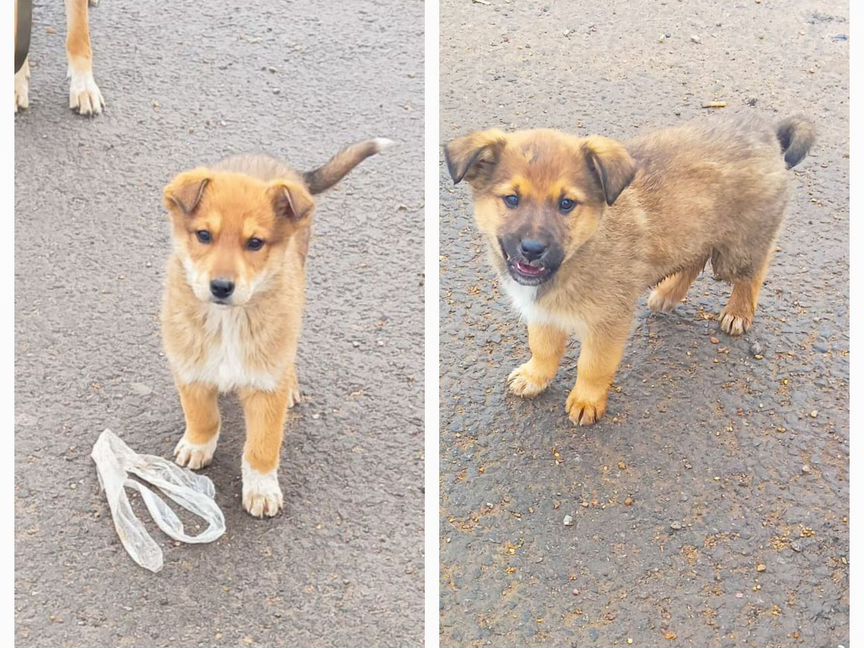 Щенки мальчики в добрые руки 1.5 мес