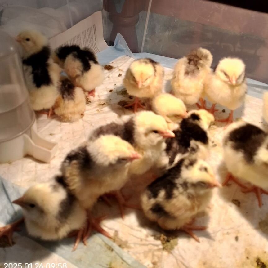 Цыплята породы Пушкинская