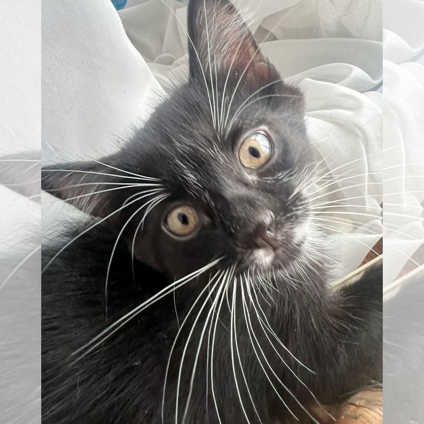 Котёнок в добрые руки