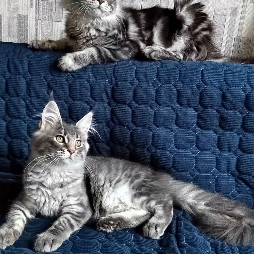 Котята мейн-кун