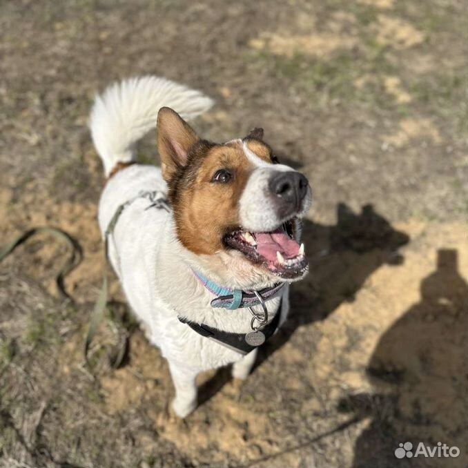 Собака Милка из приюта для настоящего мужчины