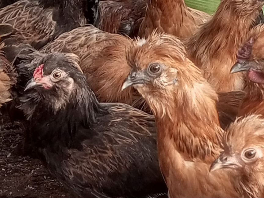 Куры бентамки