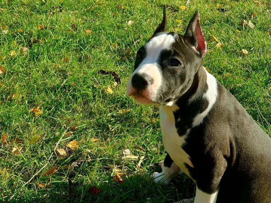 Стаффордширский терьер