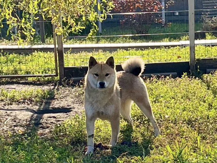 Взрослые сиба ину