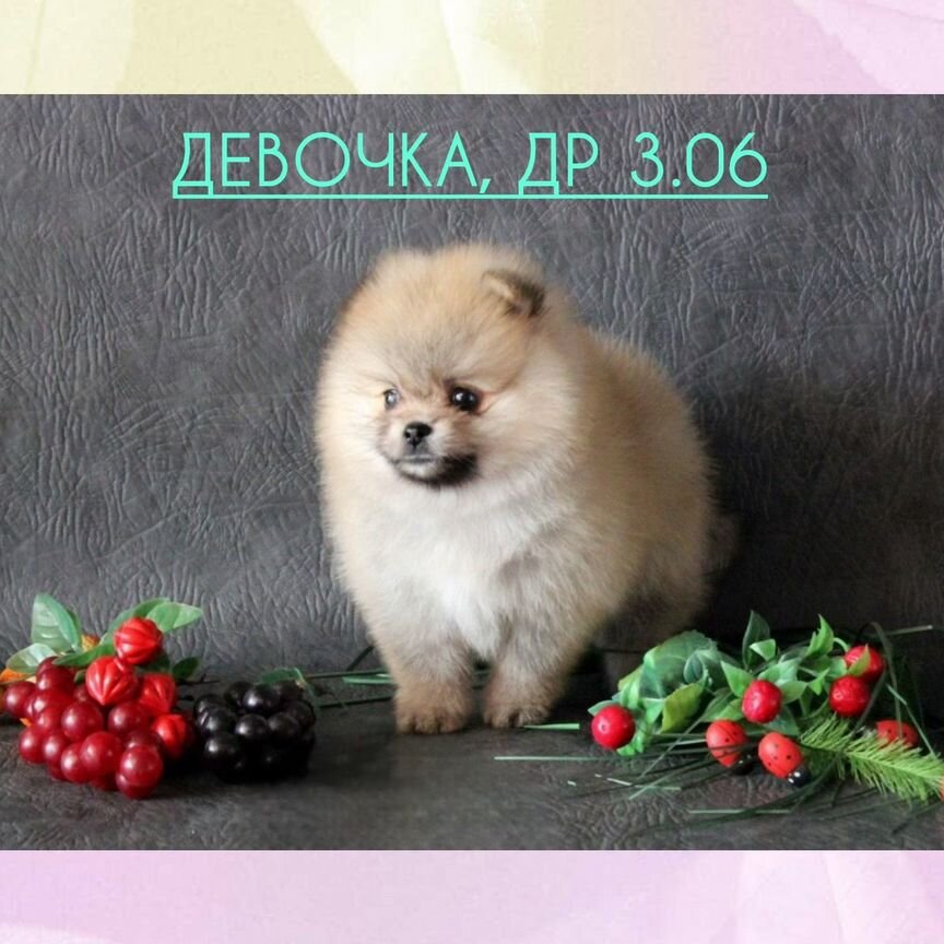 Соболевый шпиц. Чистокровный шпиц. Здоровые щенки