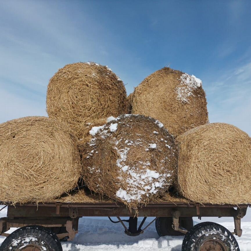 Солома гороховая