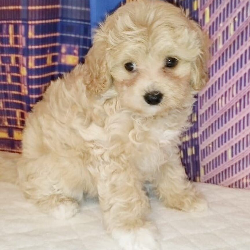 Мальтипу, щенок