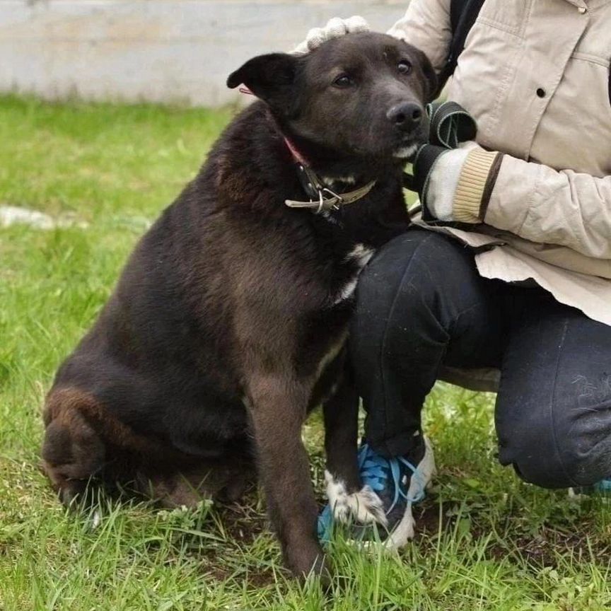 Собака в добрые руки отдам бесплатно