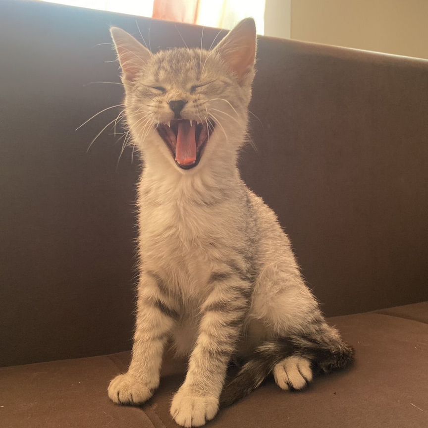 Отдам бесплатнов хорошие руки