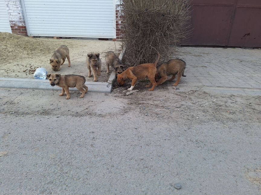 Щенок в добрые руки