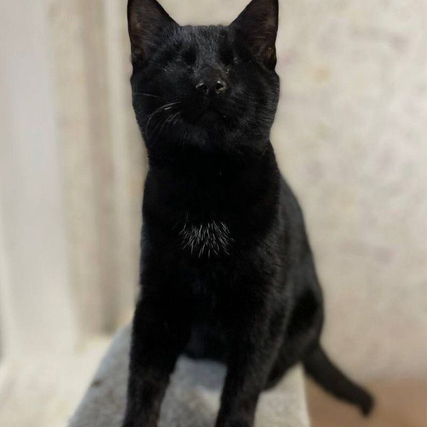 Лукас всевидящий