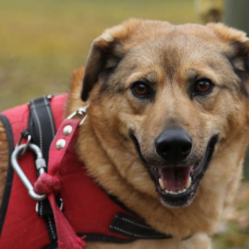 Очаровательная собака Пумбо