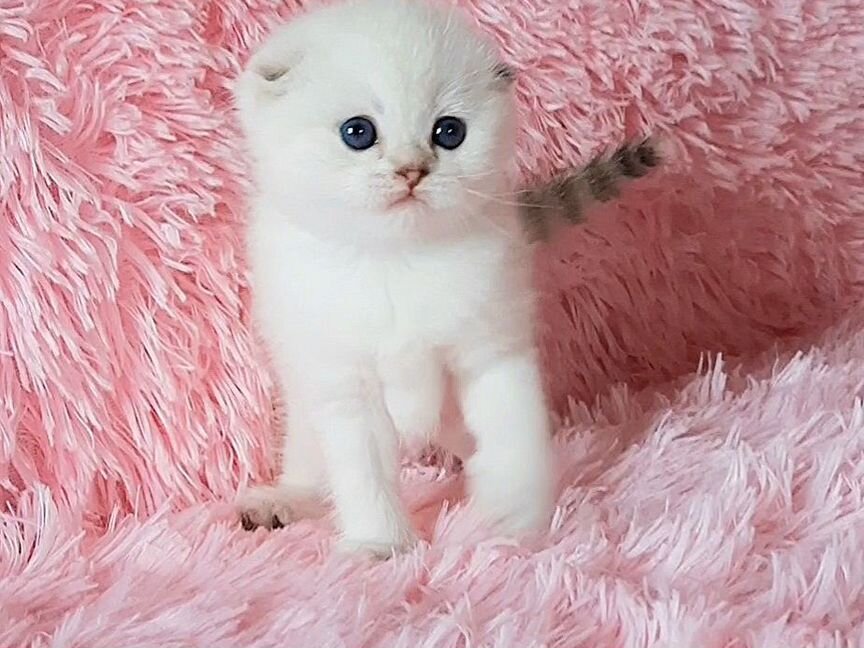 Шотландские котята