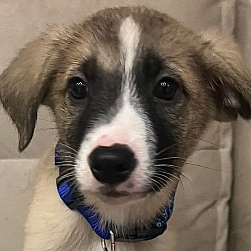 Щенок в добрые руки бесплатно