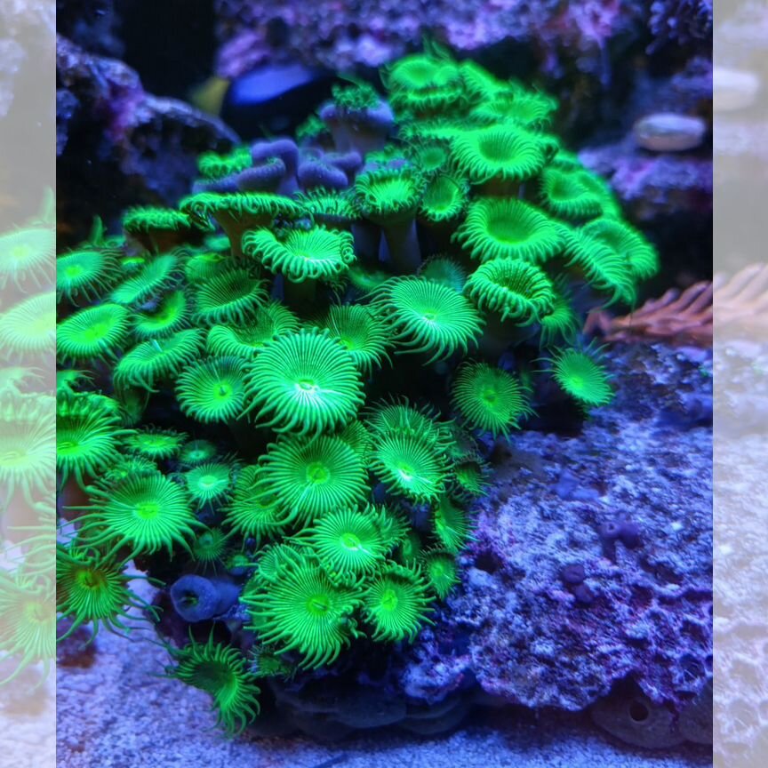 Живые морские кораллы