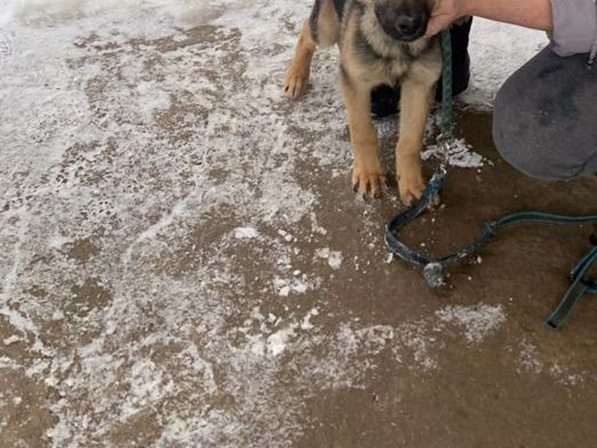 Щенок мальчик