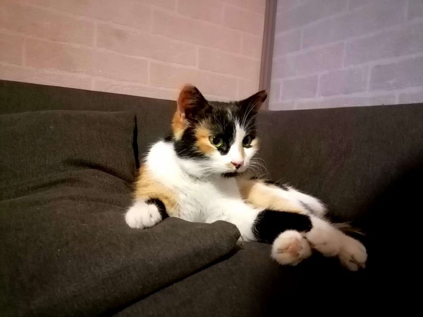 Кошка на содержании