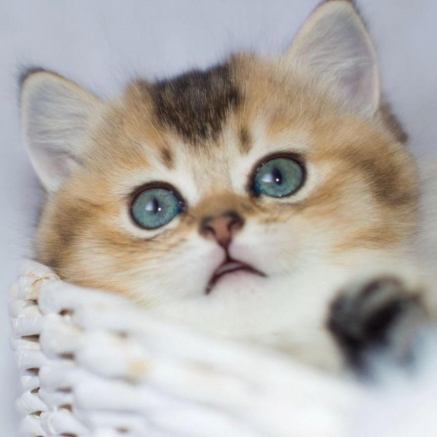 Девочка Scottish-straight ny25