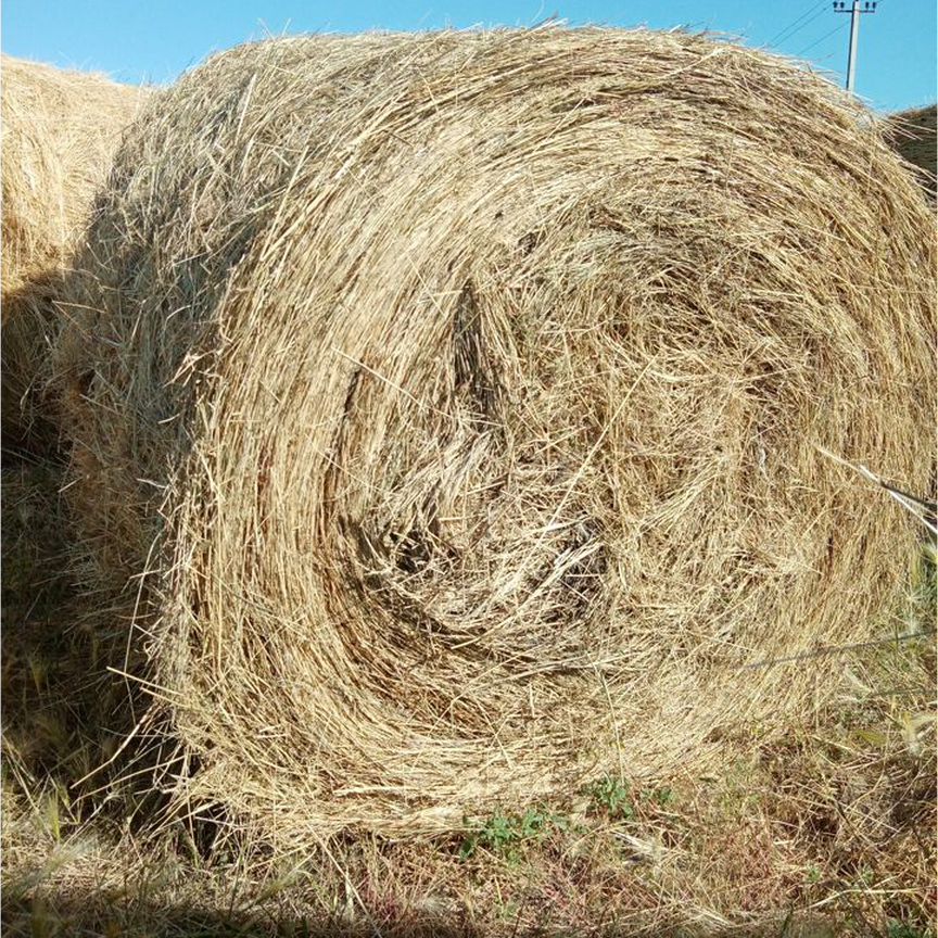 Сено в рулонах 2024