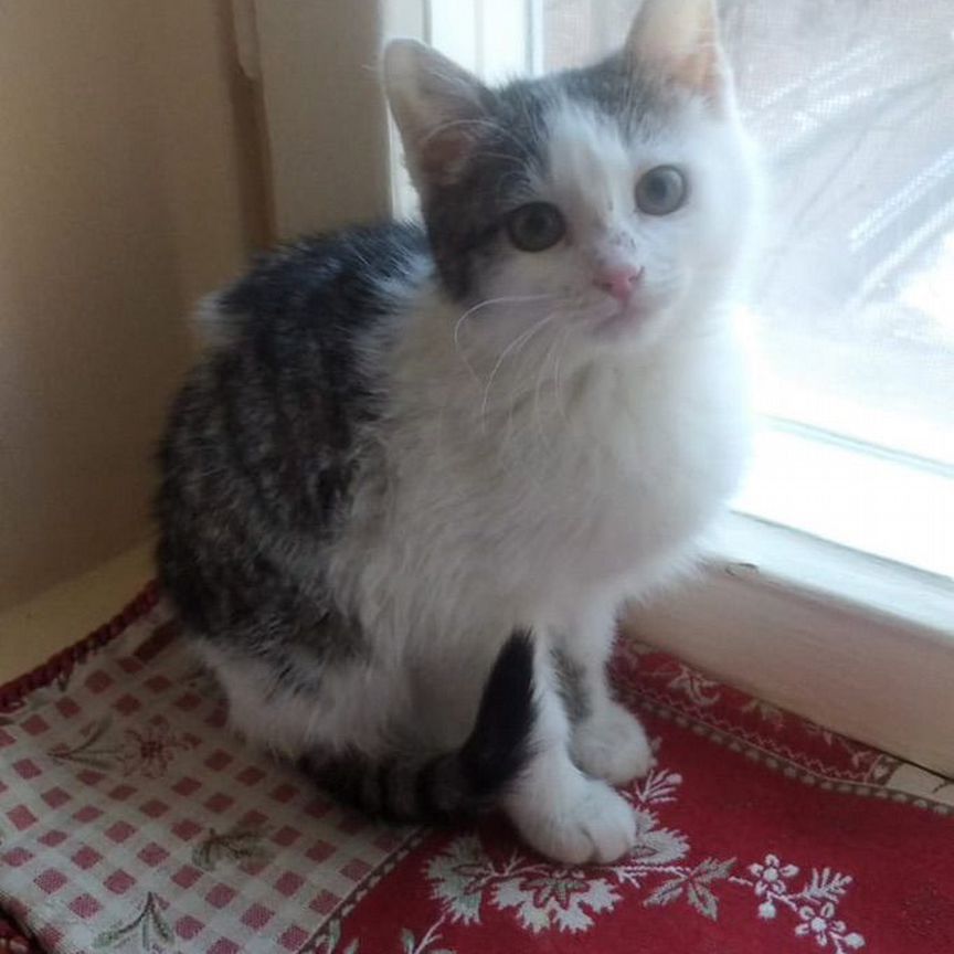 Котенок ждет маму
