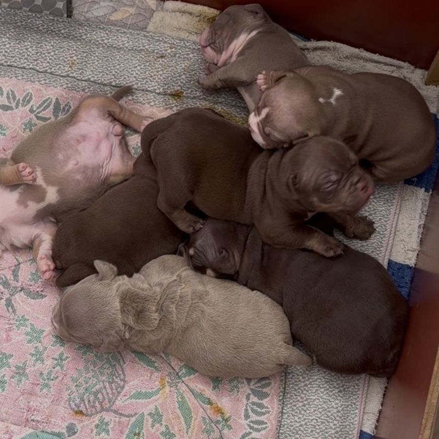 Американский булли, щенок