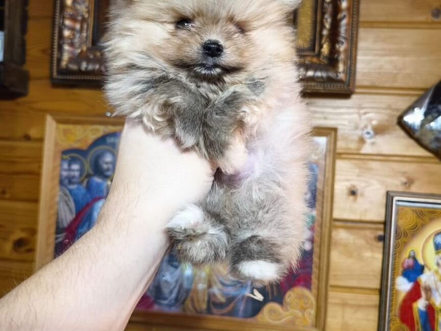 Шпиц мини мальчик с документами