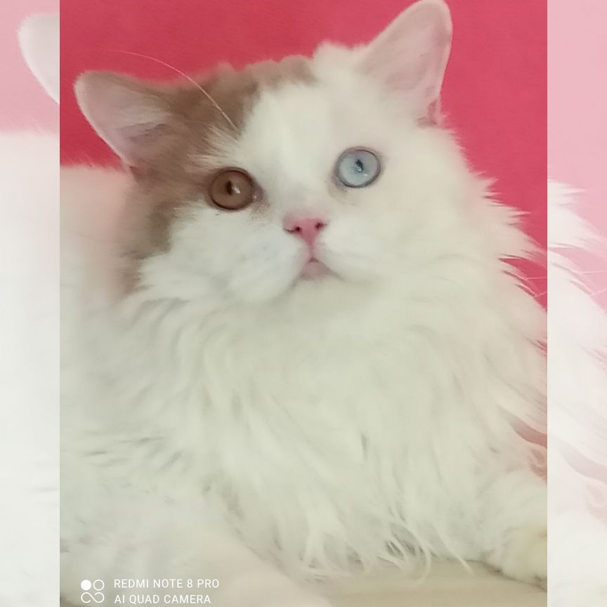 Британский Длинношерстный Фавн