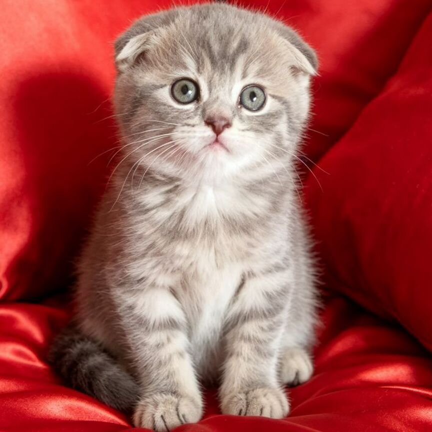 Шотландский вислоухий короткошёрстный котёнок