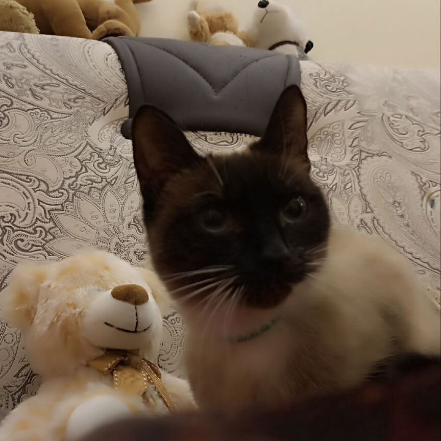 Отдам кошку в добрые руки