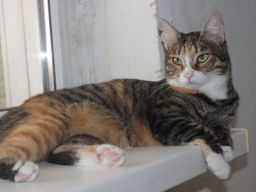 Нежная, трогательная, застенчивая киса