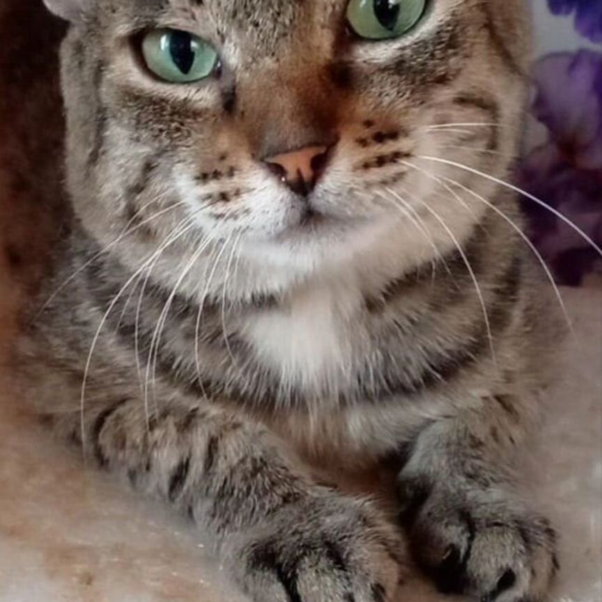 Котики бесплатно