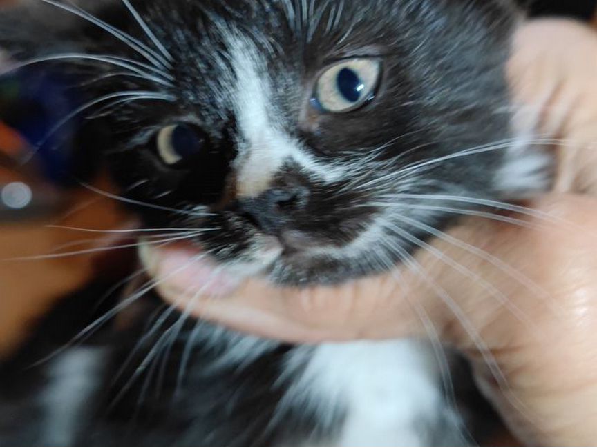 Котятка фырколизунная чаплинка